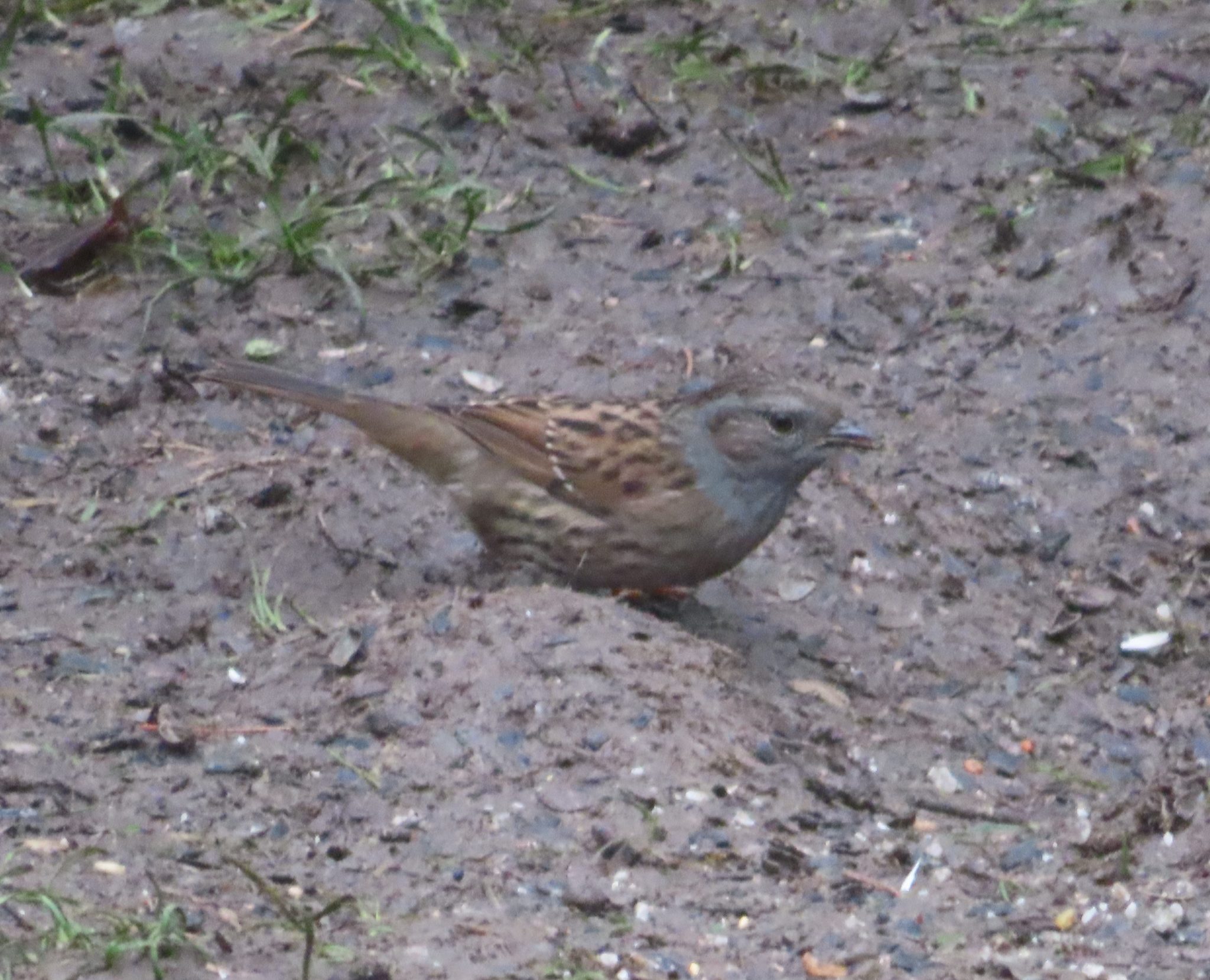 Students take part in the RSPB’s 2026 Garden Birdwatch! | Linkage ...